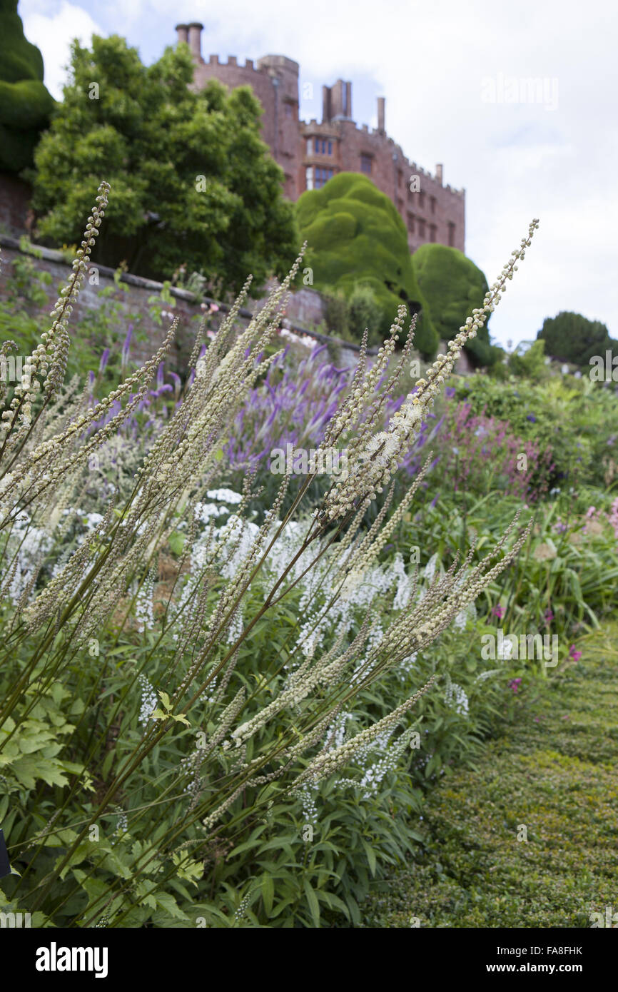 Border in cool colours in the garden in July at Powis Castle, Powys ...