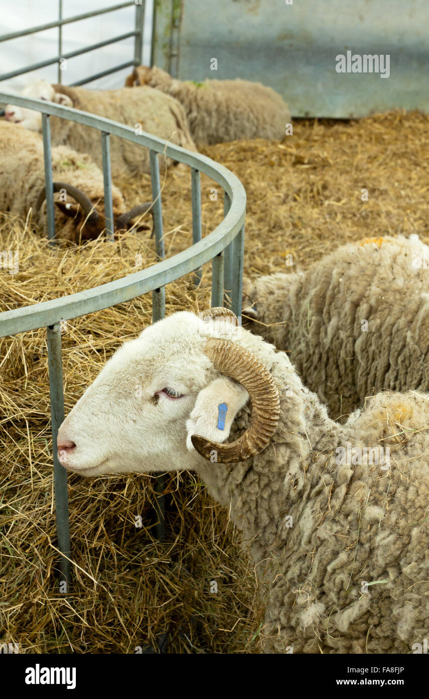 Lambing britain hi-res stock photography and images - Alamy