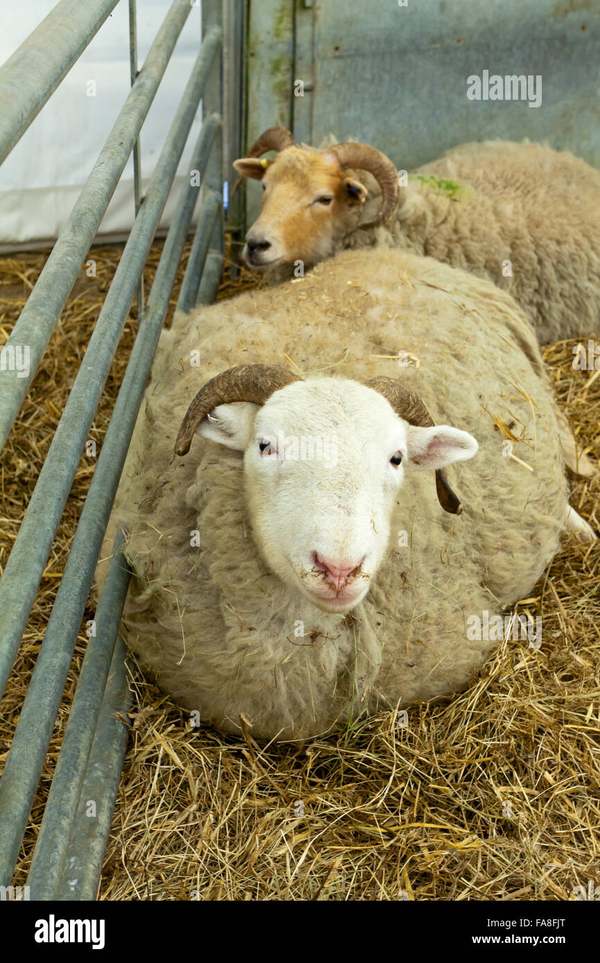 Wimpole home farm hi-res stock photography and images - Alamy