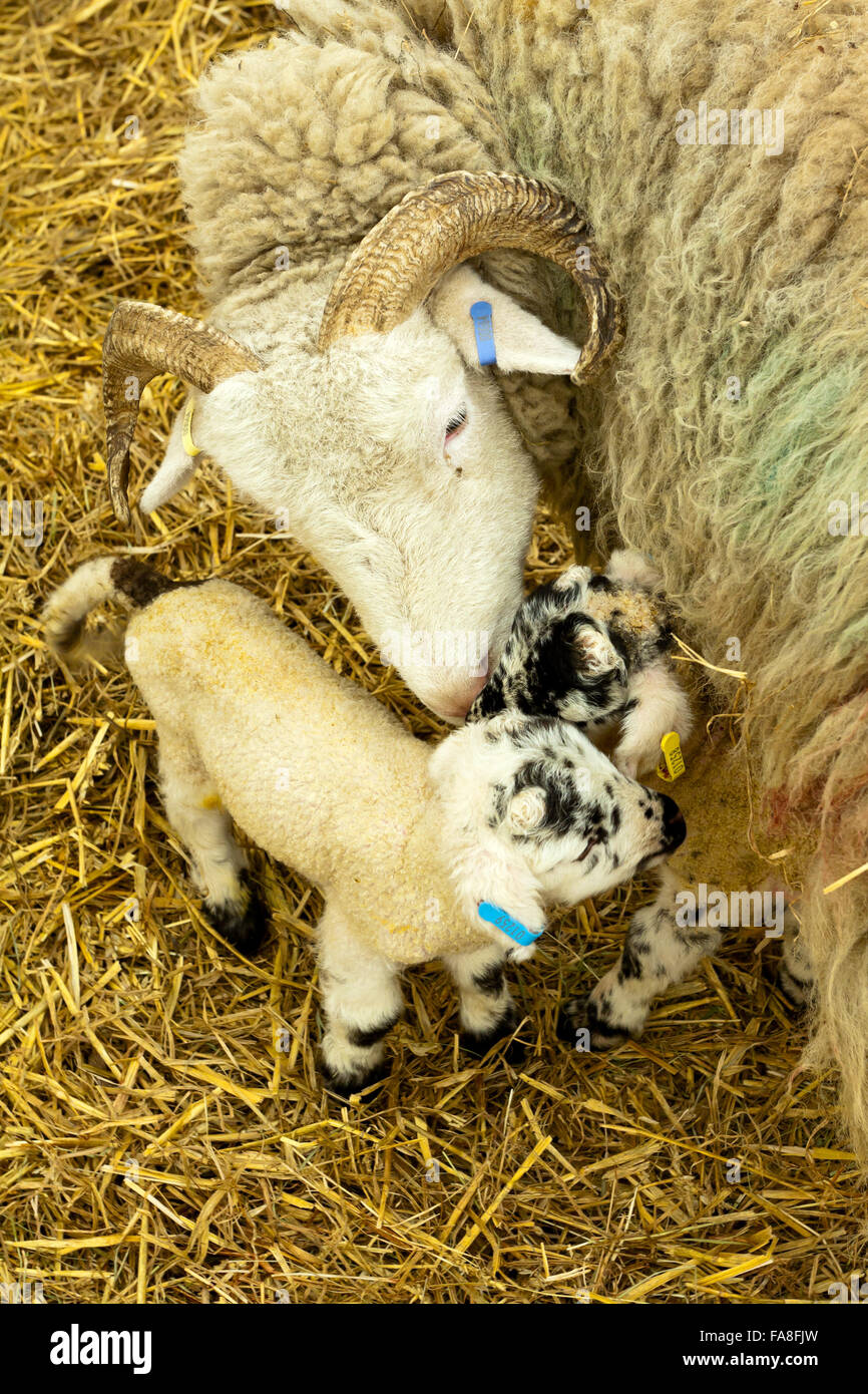 Wimpole home farm hi-res stock photography and images - Alamy