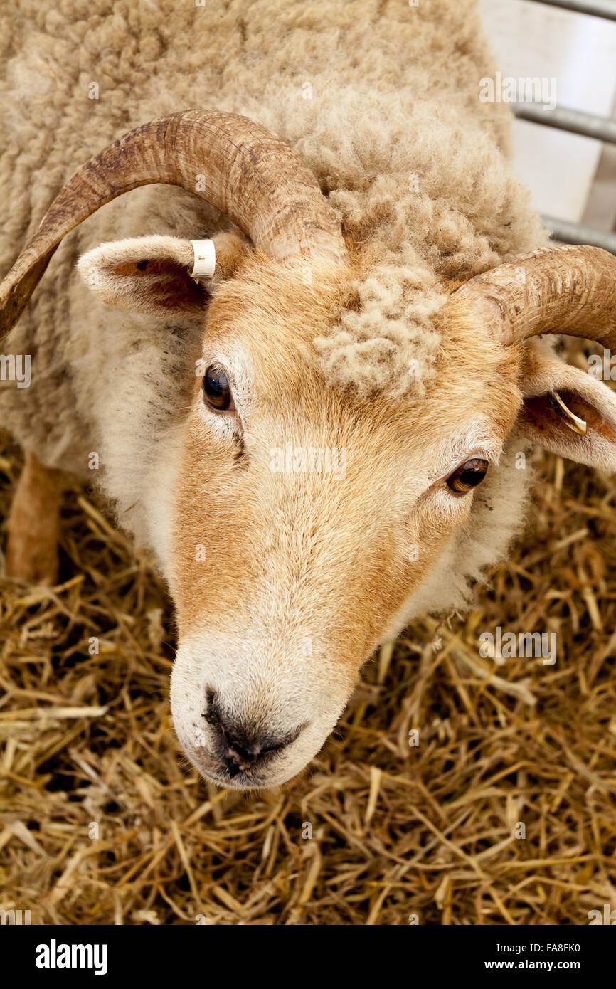 Wimpole home farm hi-res stock photography and images - Alamy