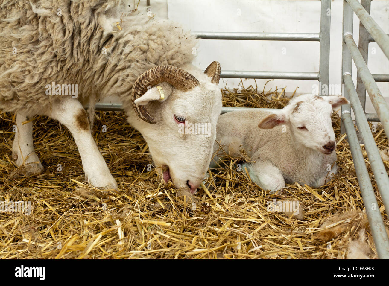 Wimpole home farm hi-res stock photography and images - Alamy
