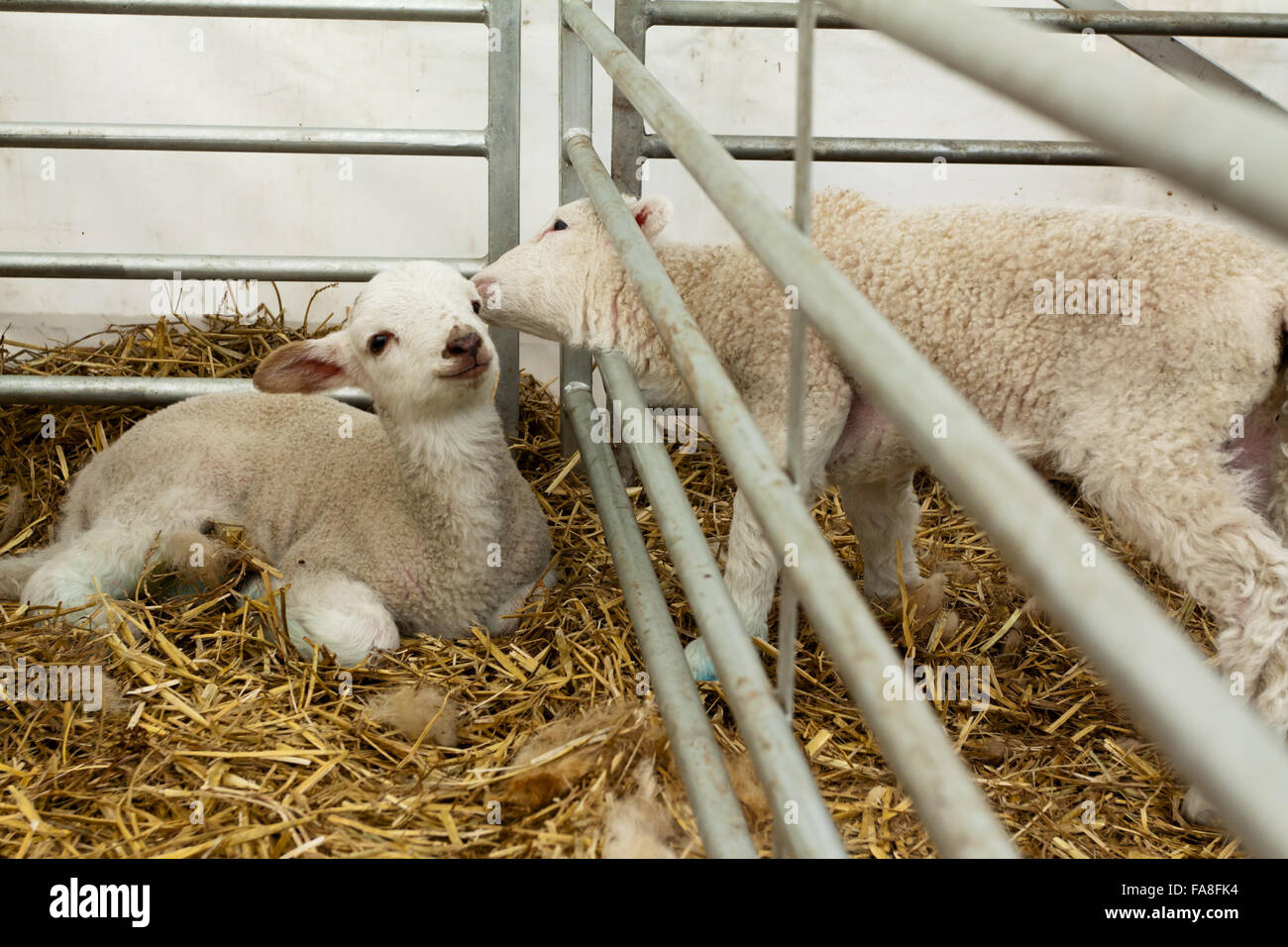 Lambs in sheds hi-res stock photography and images - Alamy