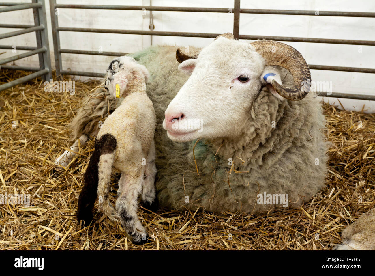 Sheep at wimpole hi-res stock photography and images - Alamy