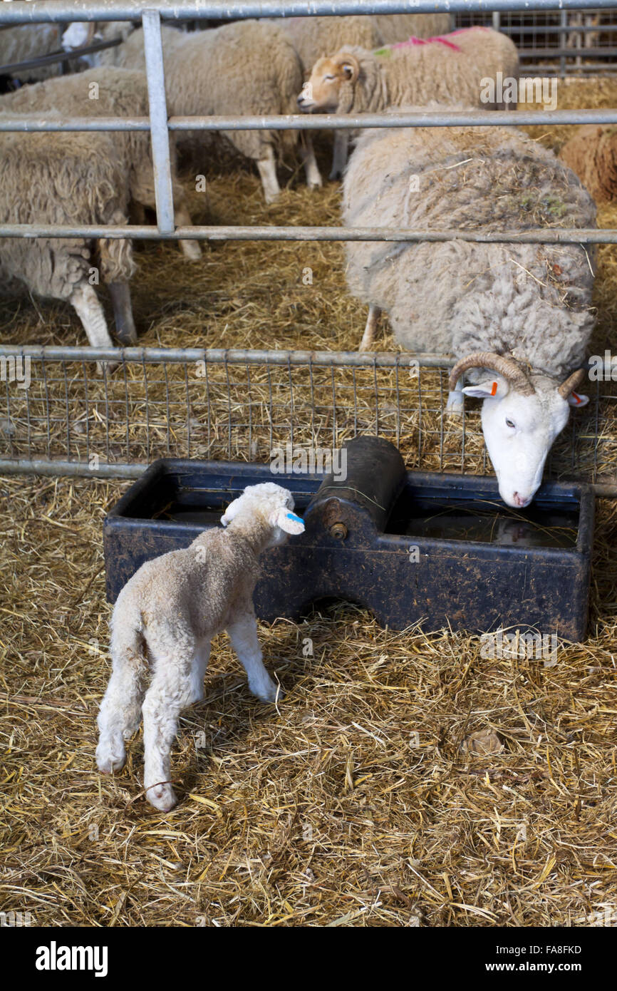 Wimpole home farm hi-res stock photography and images - Alamy