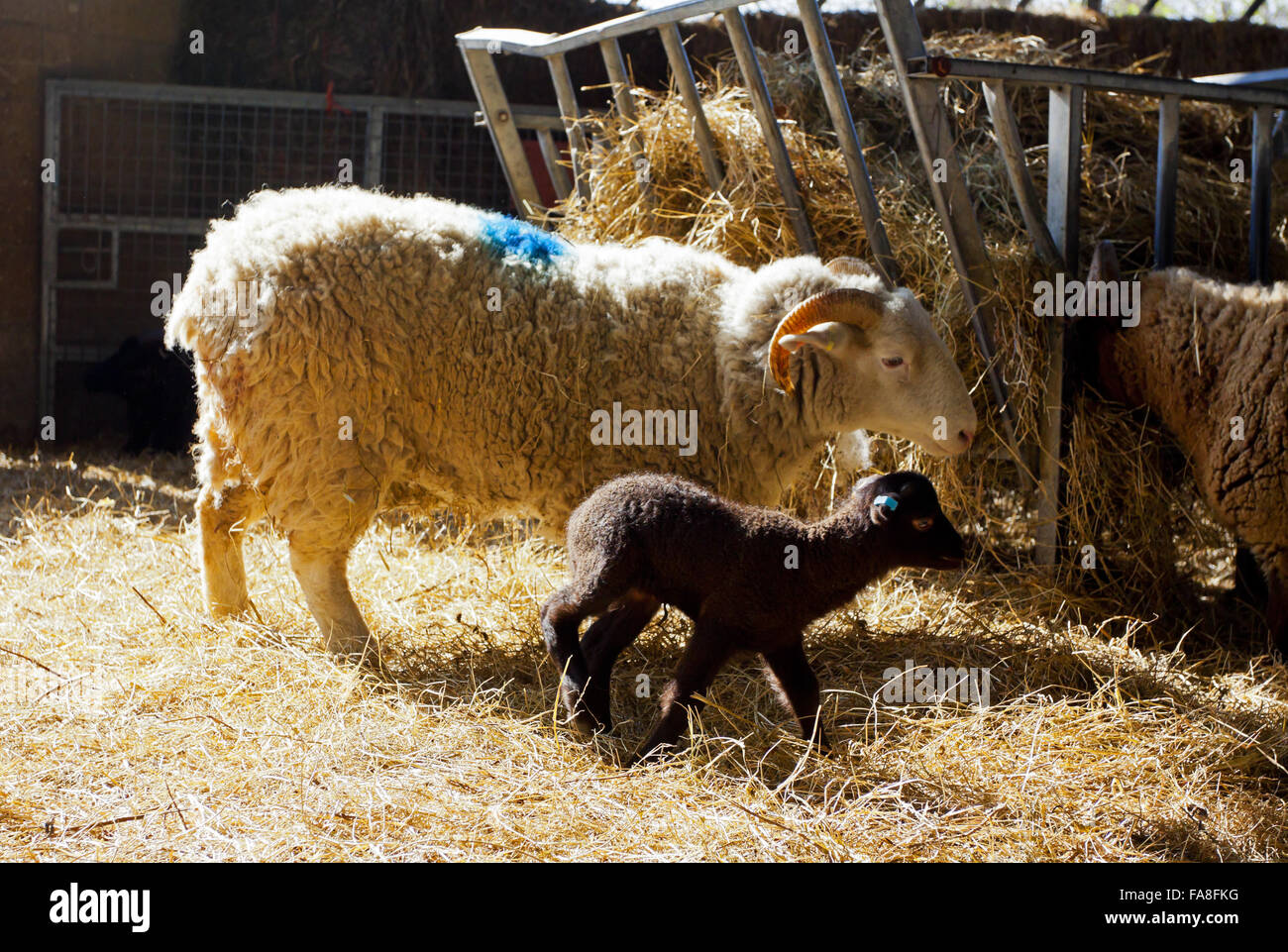 Sheep at wimpole hi-res stock photography and images - Alamy