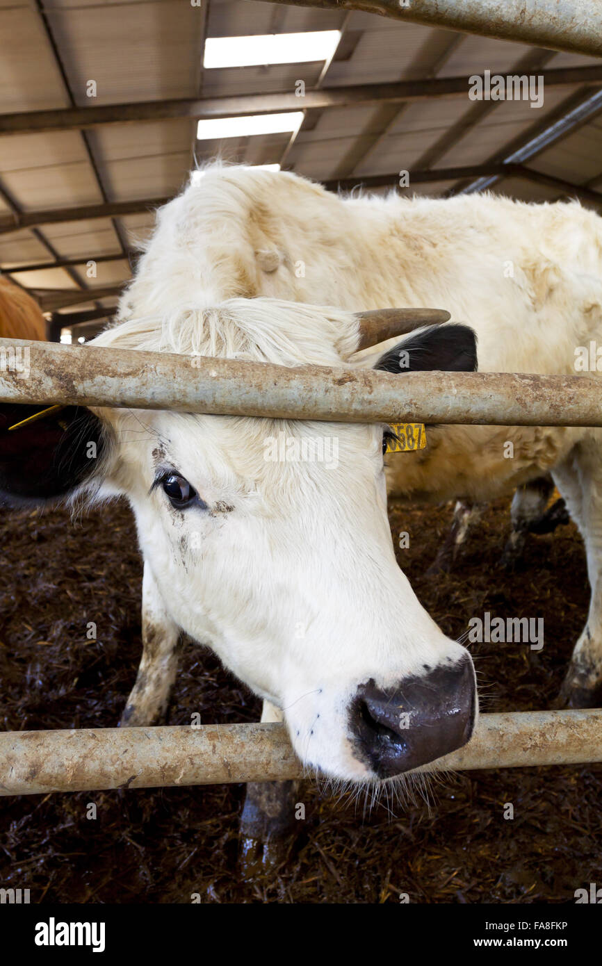 Wimpole farm hi-res stock photography and images - Alamy