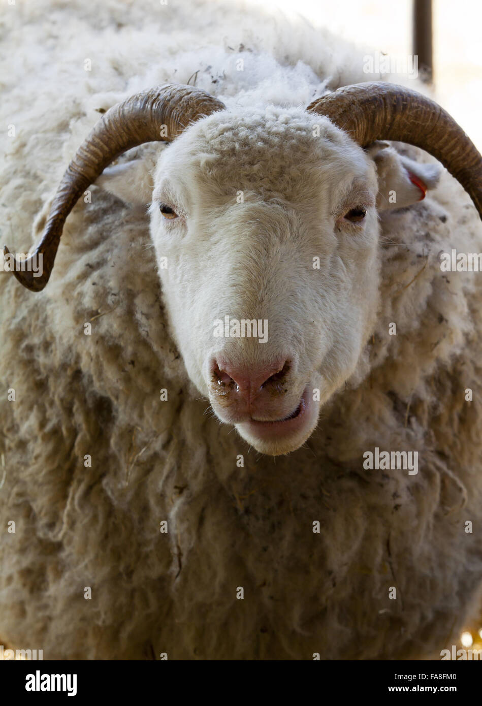 Wimpole farm hi-res stock photography and images - Alamy