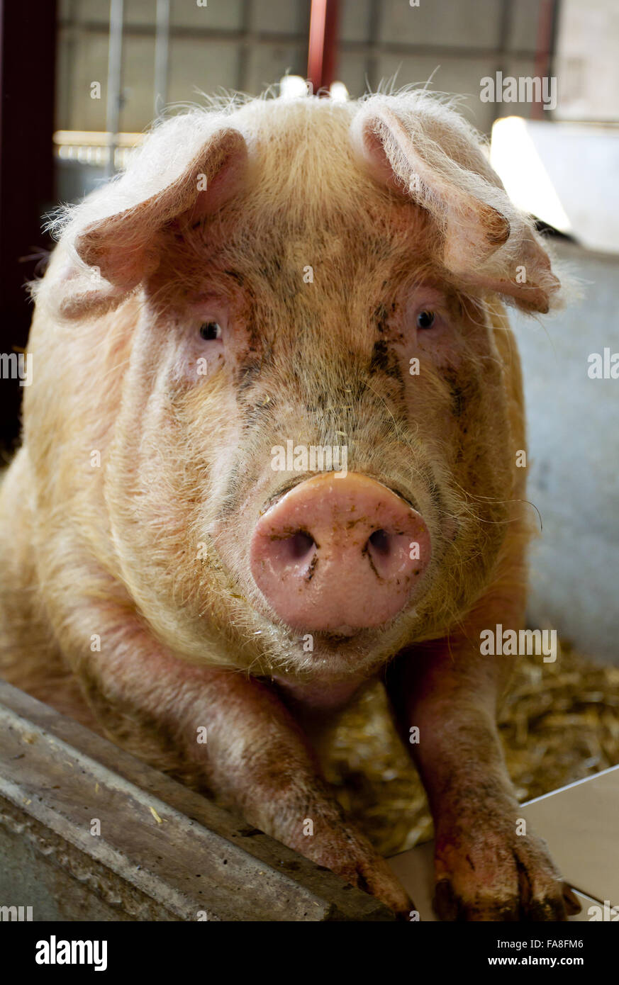 Wimpole farm hi-res stock photography and images - Alamy