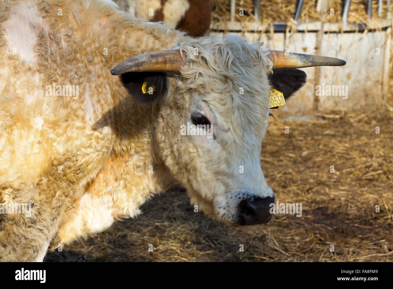 Wimpole home farm hi-res stock photography and images - Alamy