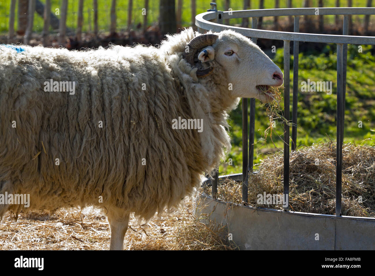 Wimpole farm hi-res stock photography and images - Alamy