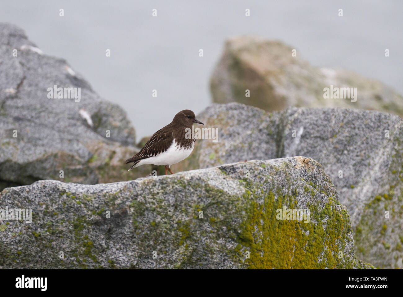Black turnstone hi-res stock photography and images - Alamy