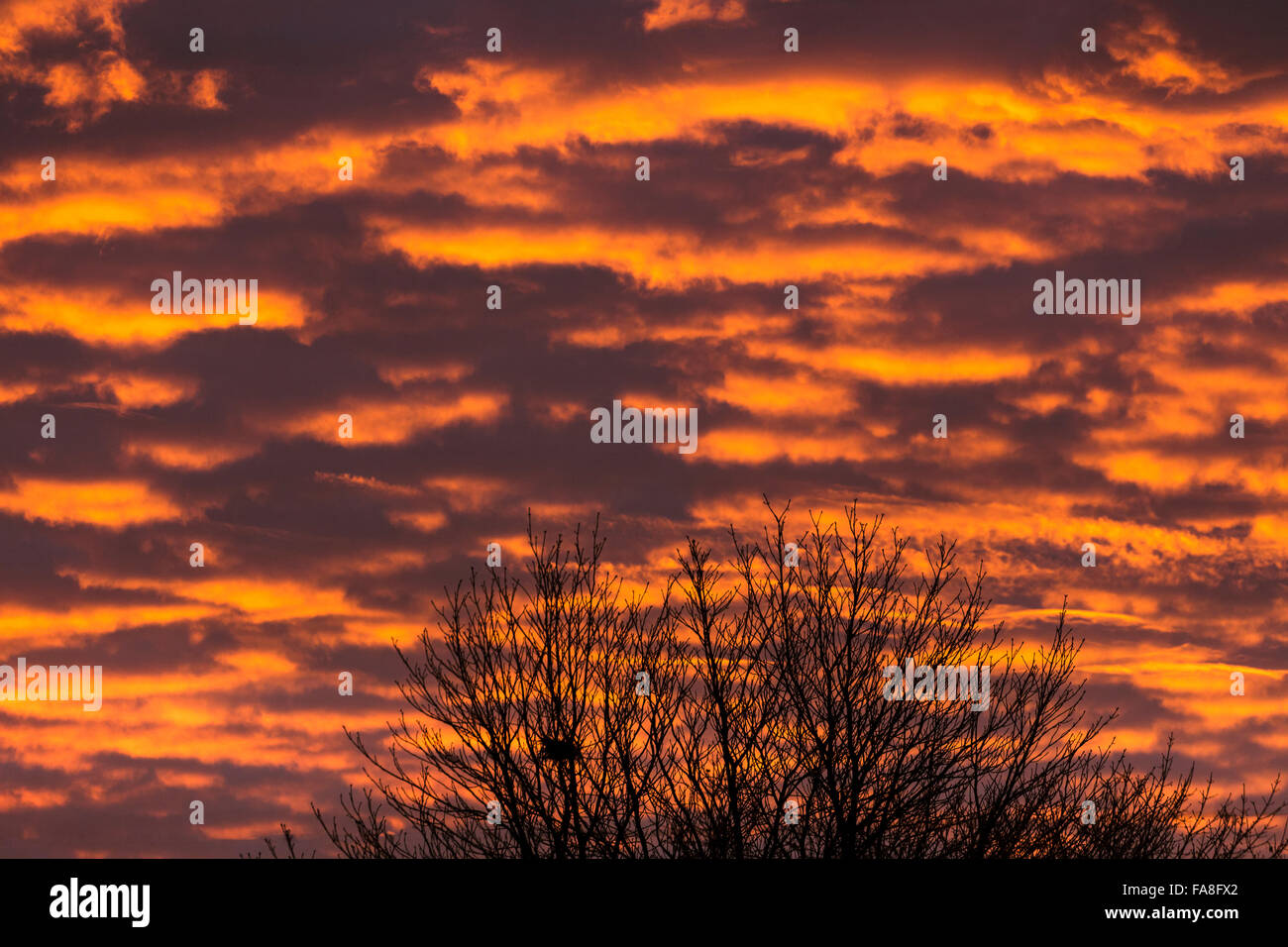 morning glow, intense golden cloudscape Stock Photo - Alamy