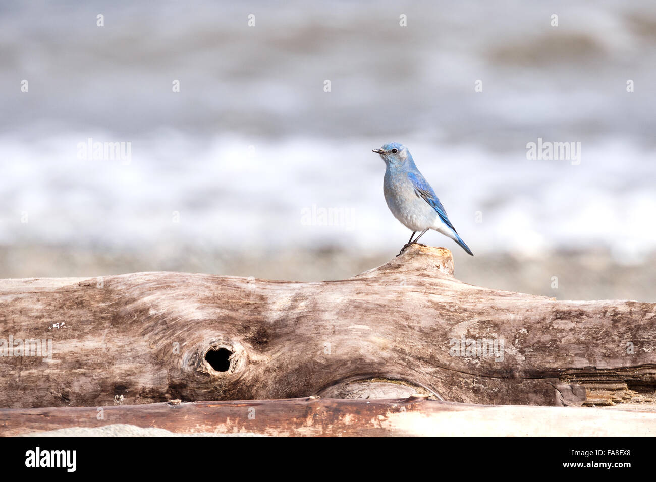 Male Mountain Bluebird in Vancouver Canada Stock Photo - Alamy