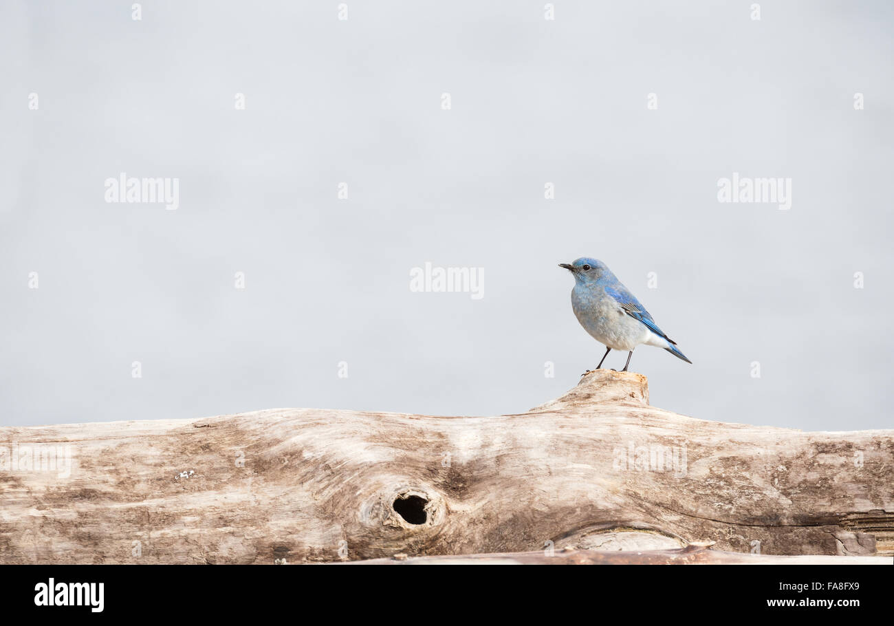 Male Mountain Bluebird in Vancouver Canada Stock Photo - Alamy