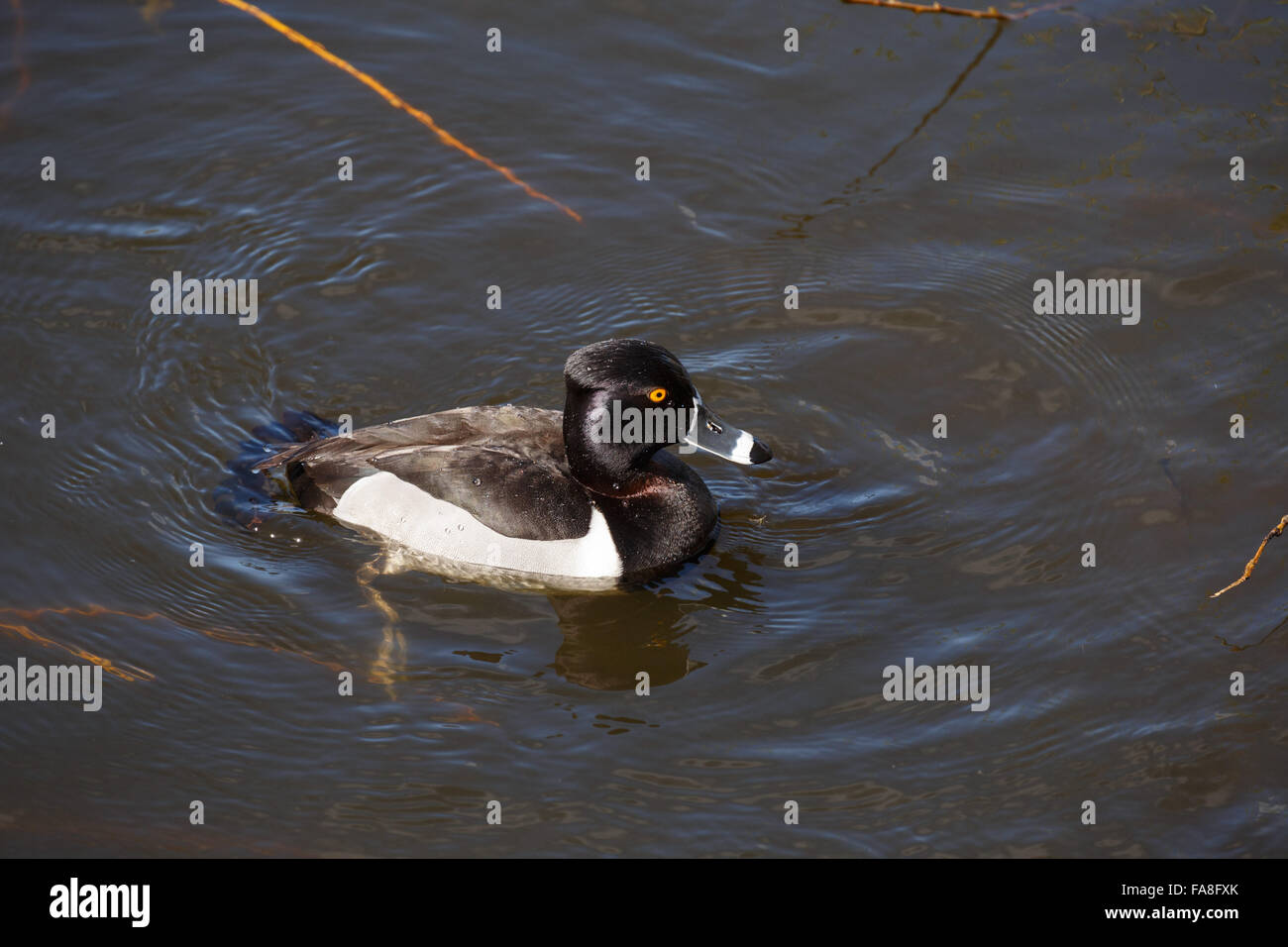 Ring-necked duck drake on water Stock Photo - Alamy