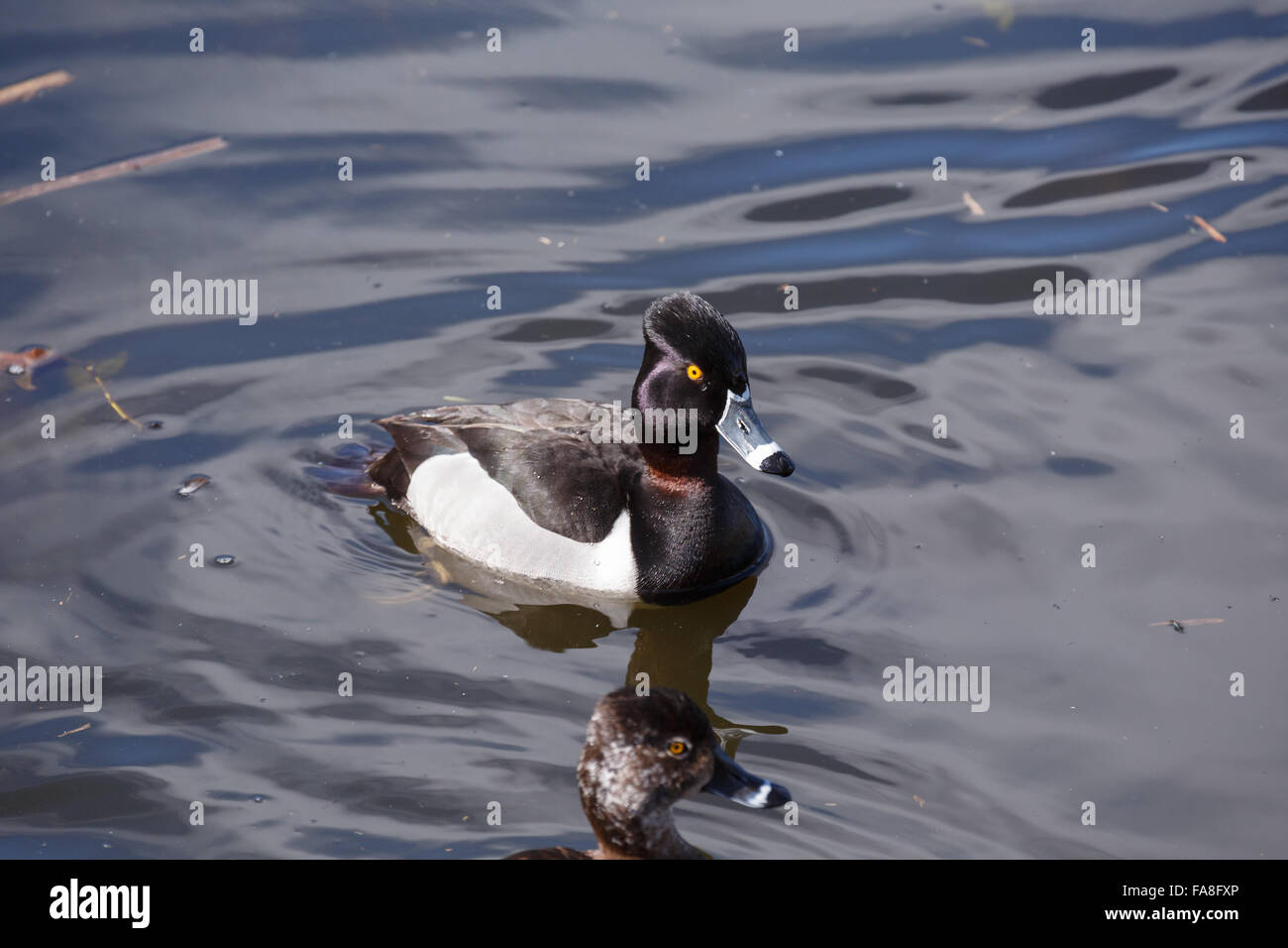 Ring-necked duck drake on water Stock Photo - Alamy
