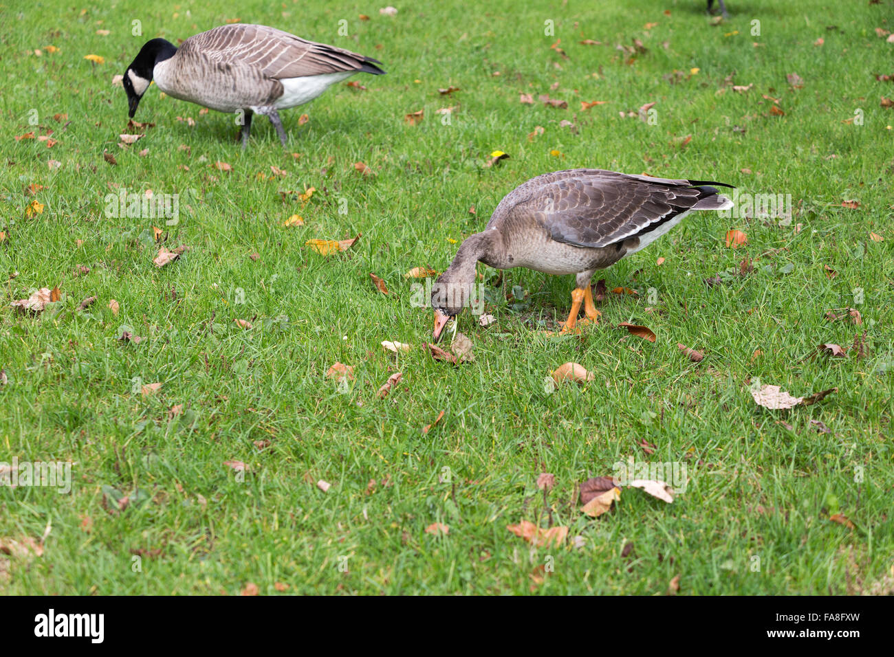 Greater White fronted Goose in vancouver Stock Photo - Alamy