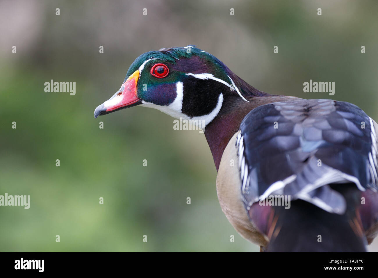 Duck wildlife hi-res stock photography and images - Alamy