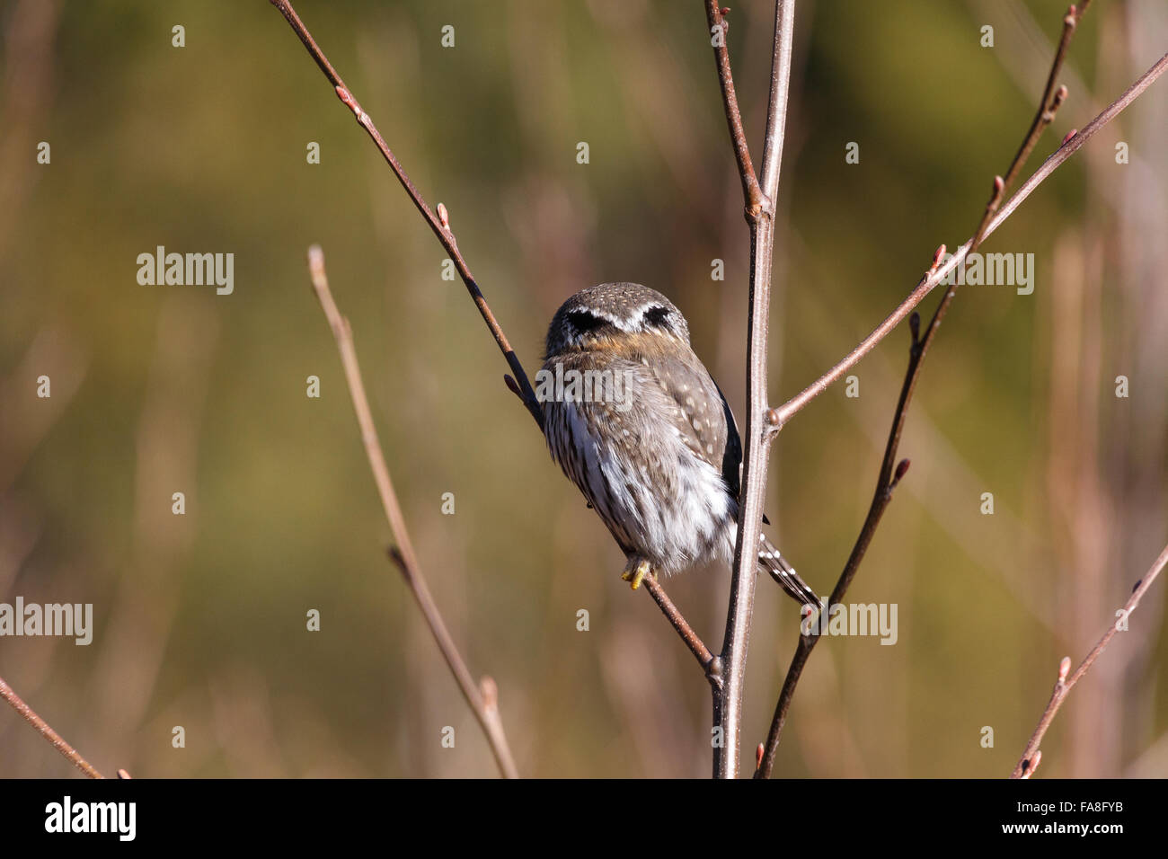 northern pygmy owl, the back of the neck features two dark patches that ...