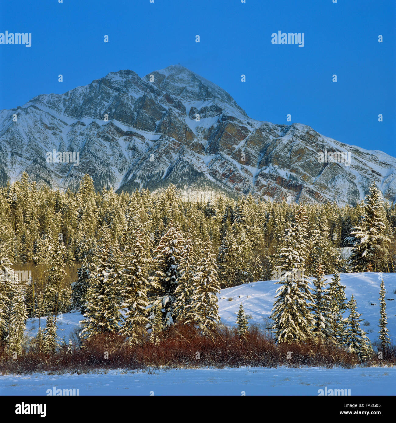 Mountain Range in winter in Jasper National Park Stock Photo - Alamy