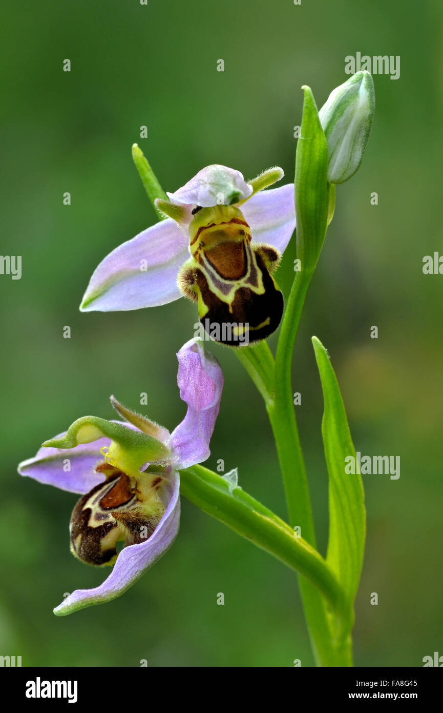 Ophrys apifera hi-res stock photography and images - Alamy
