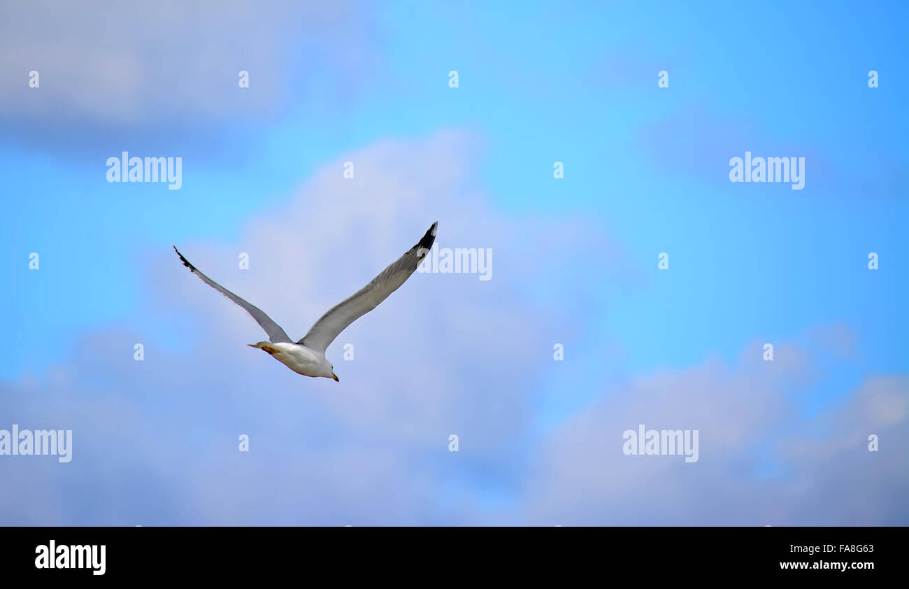 Rear of seagull hi-res stock photography and images - Alamy