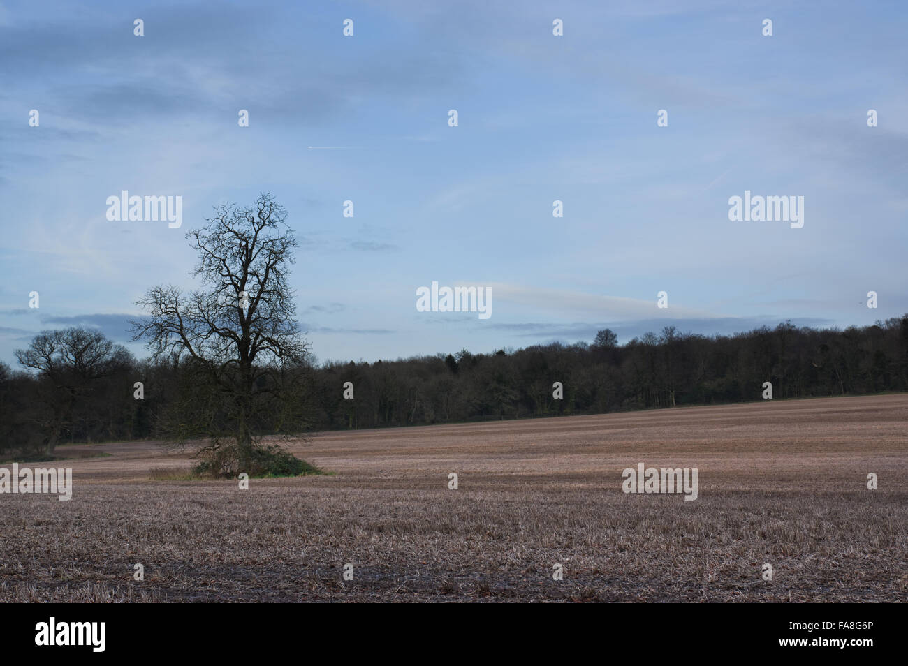 A tree with no leaves stands in a bare field at Kingley Vale, West ...