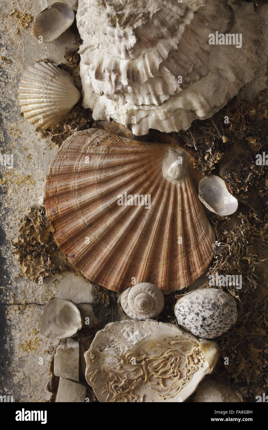 Detail of part of the decoration in the Shell Gallery at A la Ronde ...