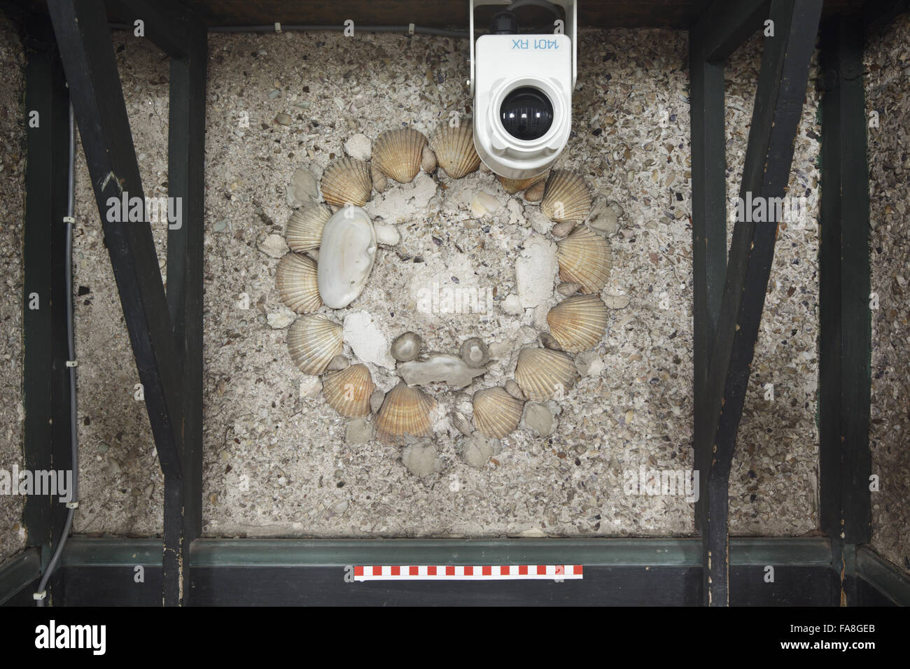 Detail of part of the decoration in bay five of the Shell Gallery at A ...