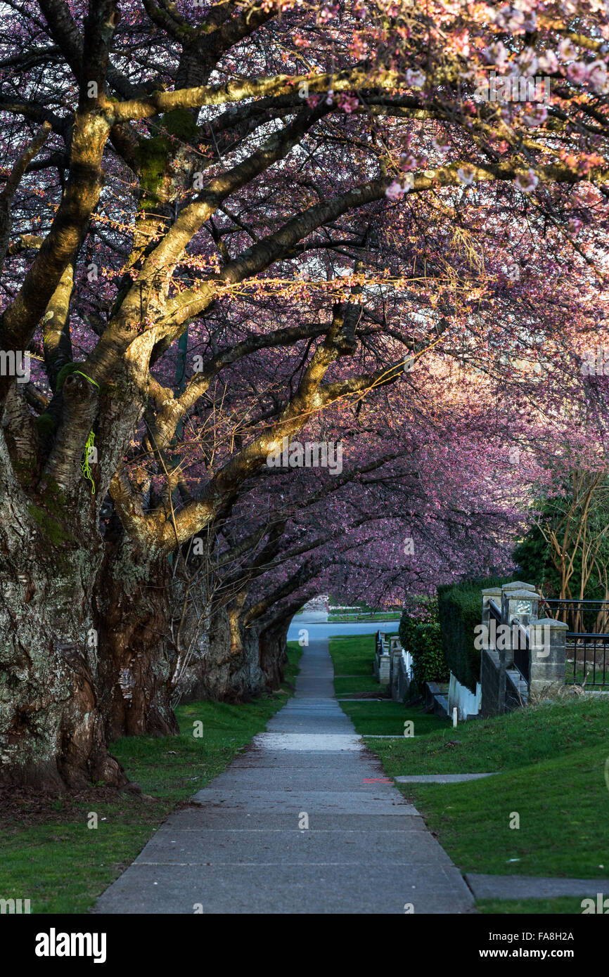 Cherry Blossom in Spring, vancouver BC Canada Stock Photo - Alamy