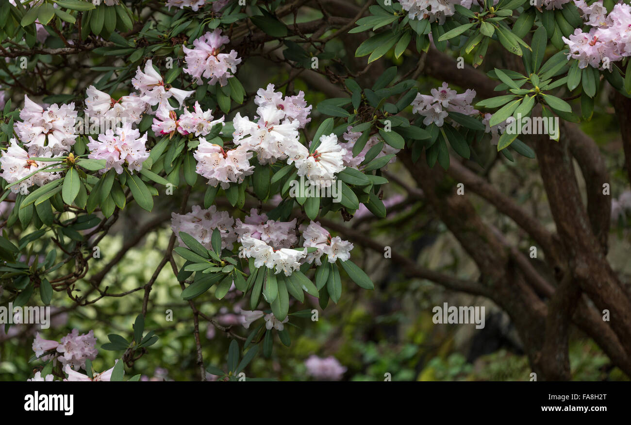 Azalea bush hi-res stock photography and images - Alamy