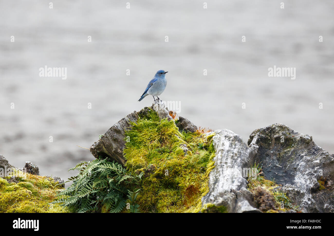 Male Mountain Bluebird in Vancouver Canada Stock Photo - Alamy