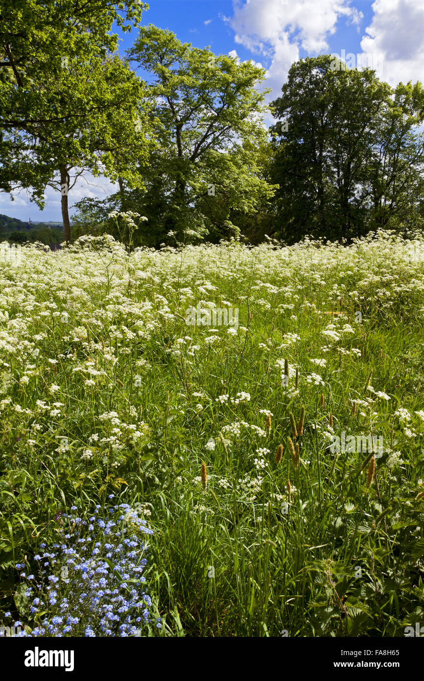 Duffield castle hi-res stock photography and images - Alamy