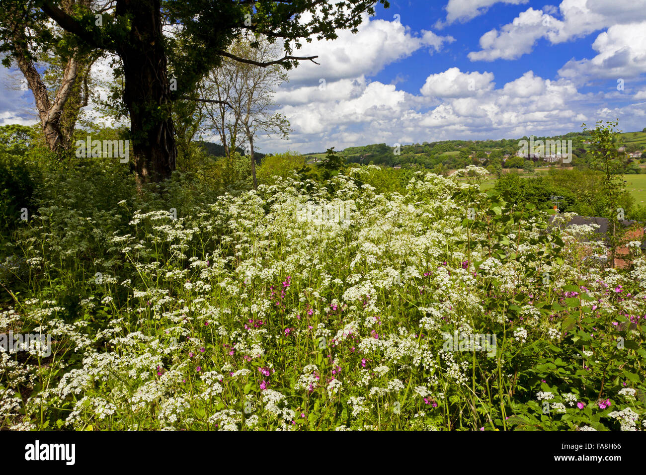 Duffield castle hi-res stock photography and images - Alamy