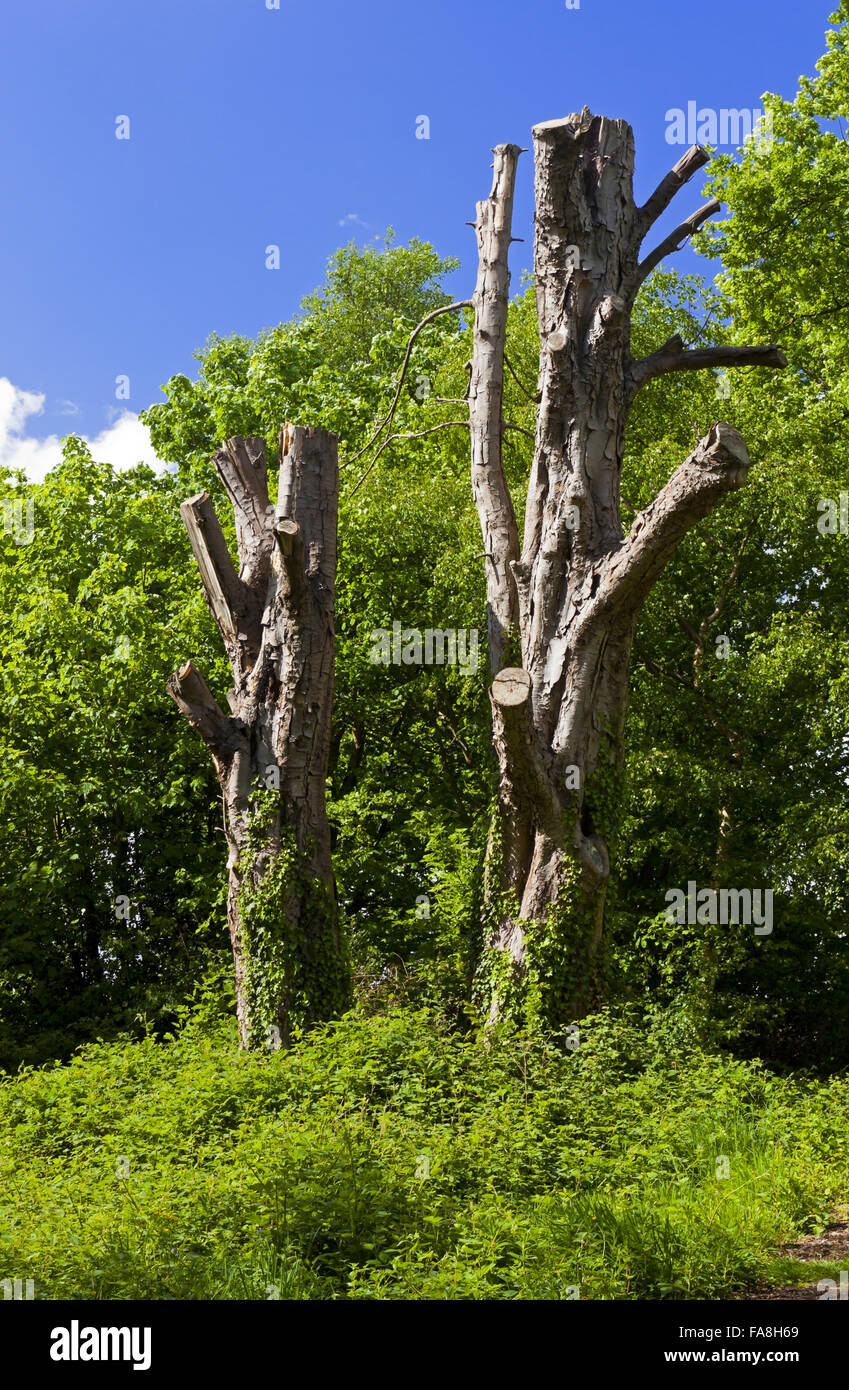 Duffield castle hi-res stock photography and images - Alamy