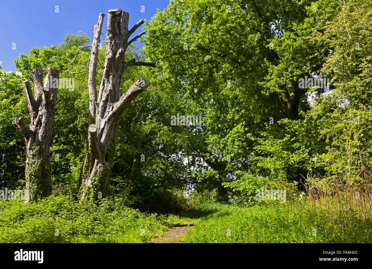 Duffield castle hi-res stock photography and images - Alamy