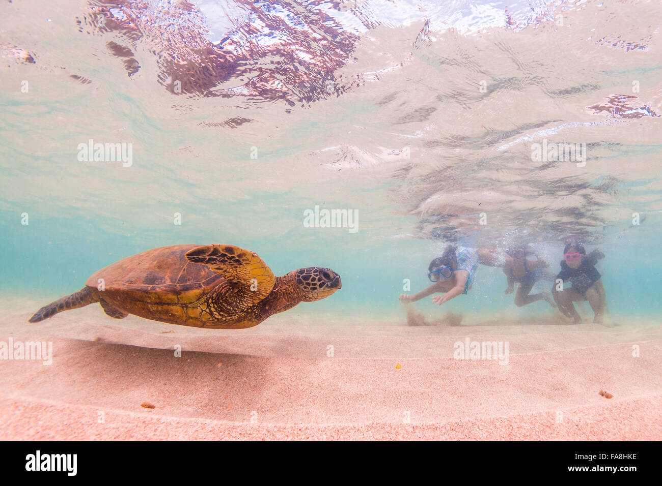Hawaiian Green Sea Turtle cruising in the warm waters of the Pacific ...