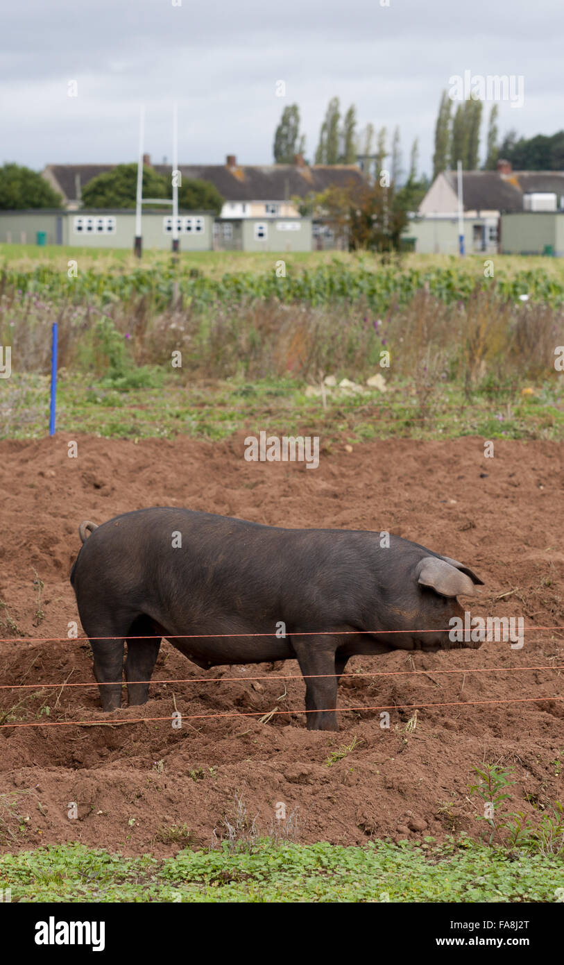 A black pig at Broadclyst Community Farm, Killerton, Devon with Clyst ...