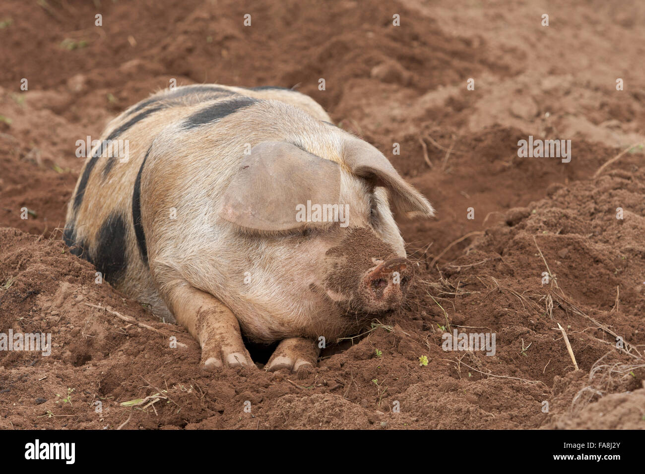 A Gloucester Old Spot pig at Broadclyst Community Farm, Killerton ...