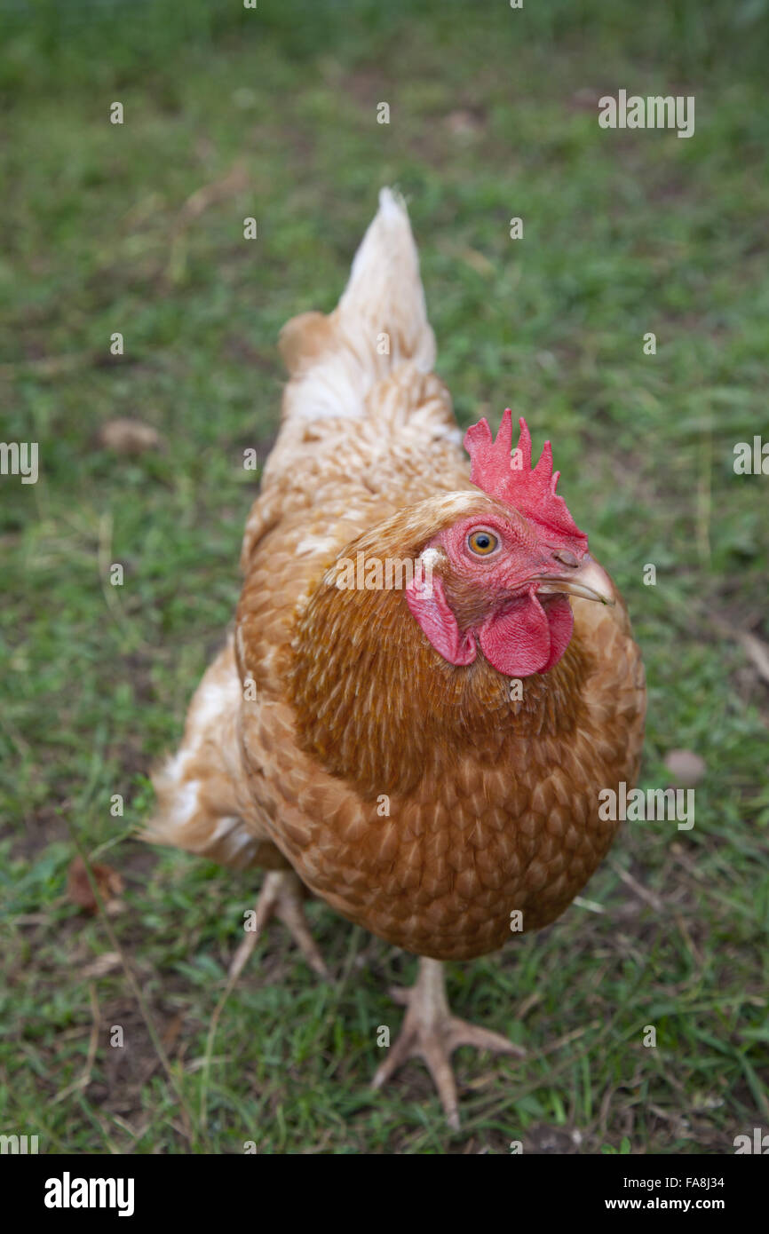 A chicken at Broadclyst Community Farm, Killerton, Devon Stock Photo ...