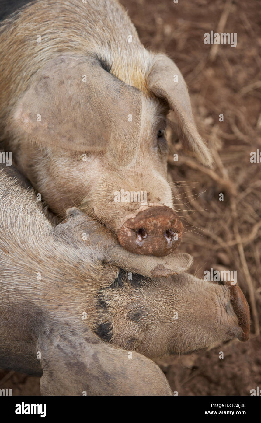 Gloucester Old Spot pigs at Broadclyst Community Farm, Killerton Estate ...