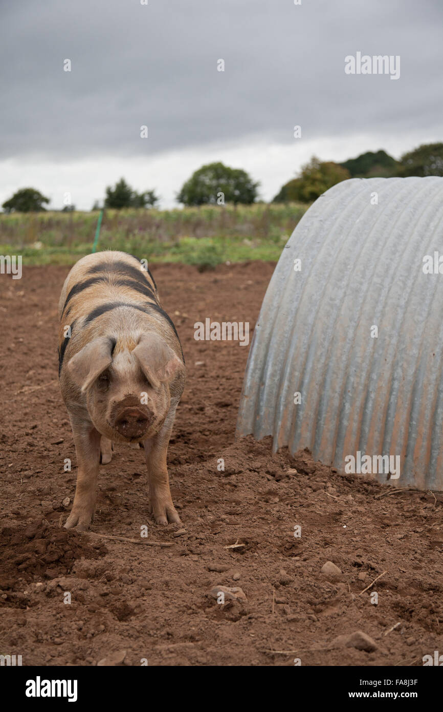 A Gloucester Old Spot pig and a pig arc at Broadclyst Community Farm ...