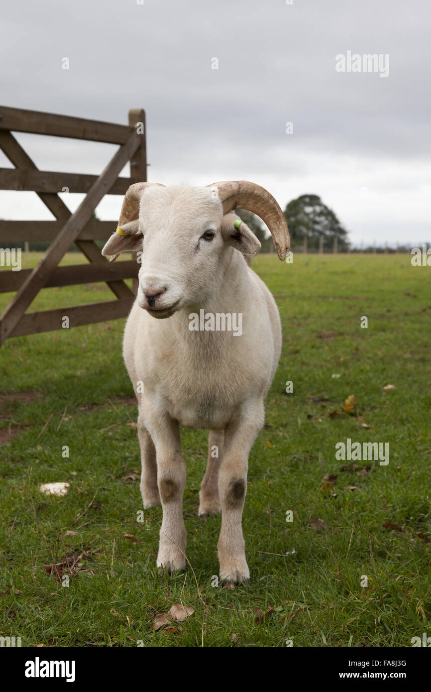 Wiltshire horn sheep hi-res stock photography and images - Alamy