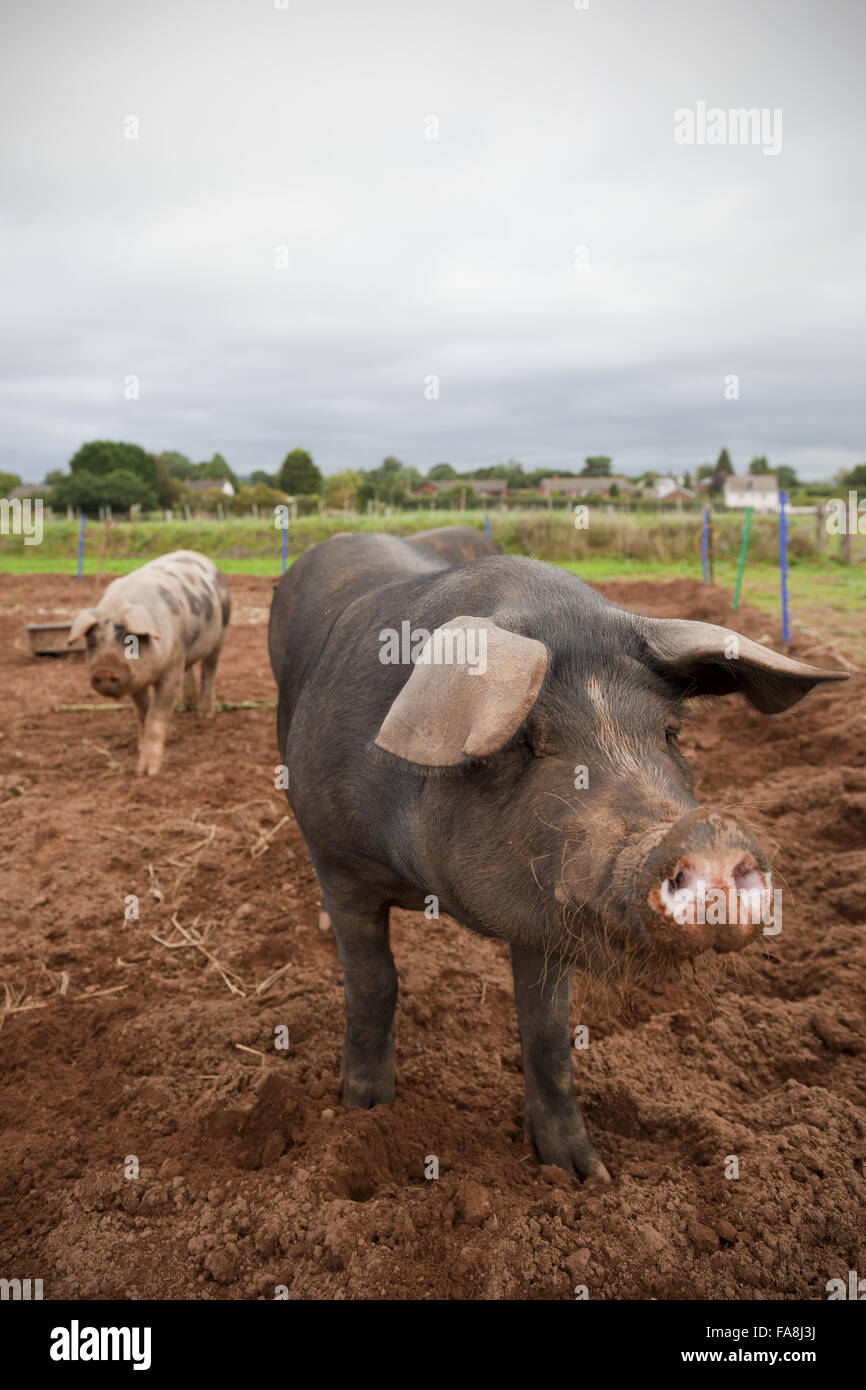 Pigs at Broadclyst Community Farm, Killerton, Devon Stock Photo - Alamy