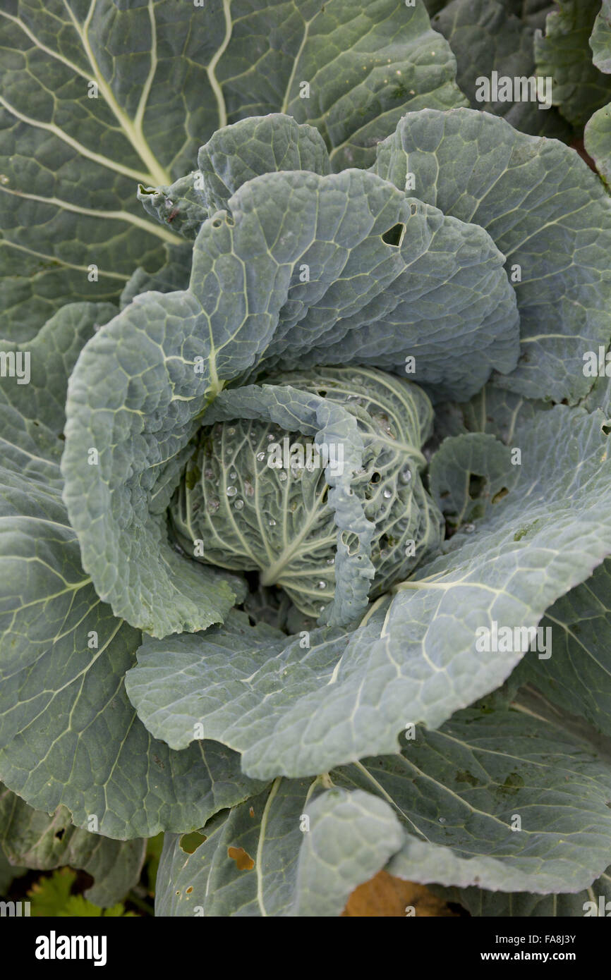 A cabbage growing on the Broadclyst Community Farm, Killerton, Devon ...