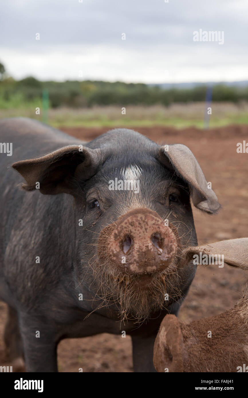 Black community england hi-res stock photography and images - Alamy