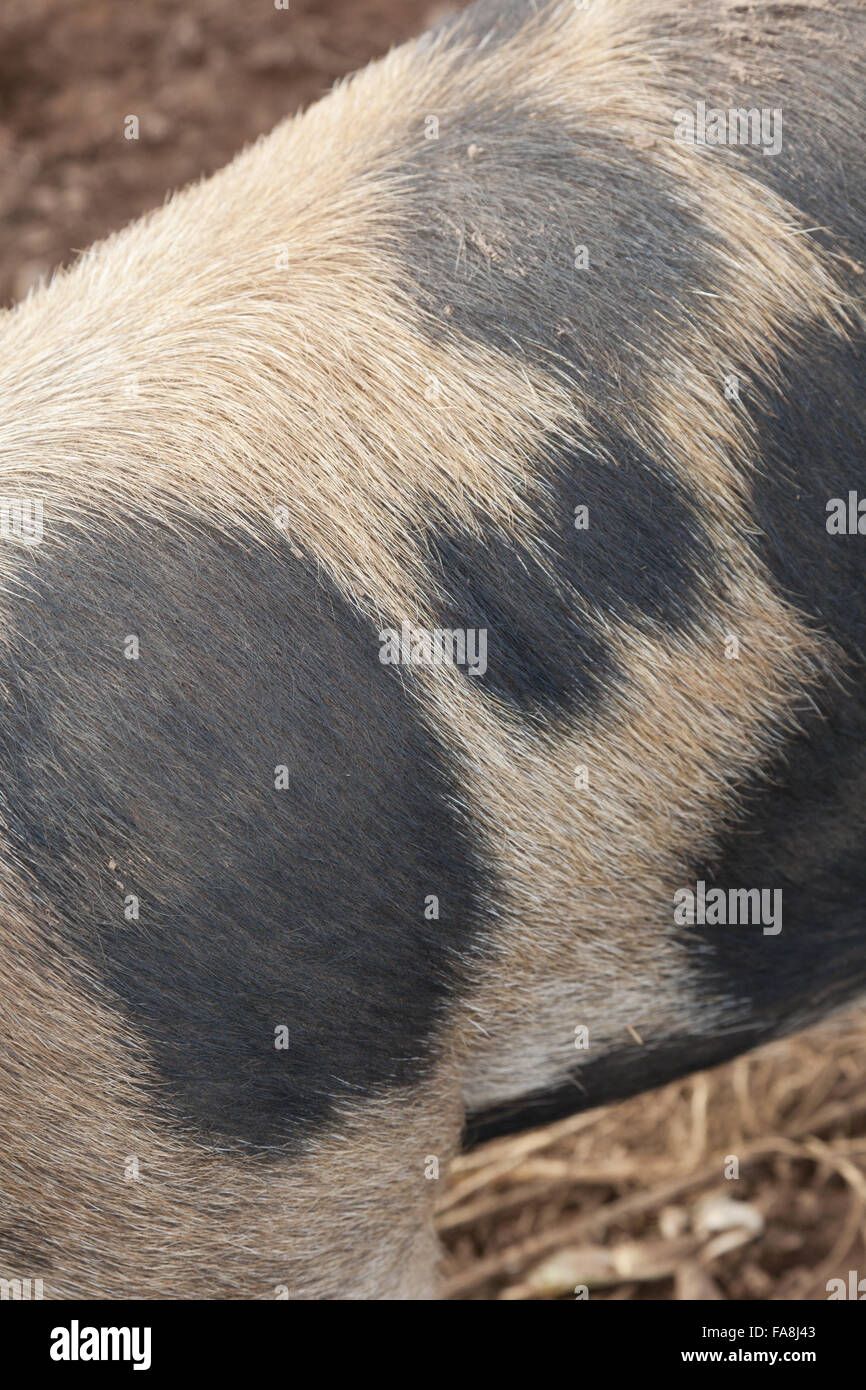 Close-up of Gloucester Old Spot piglet at Broadclyst Community Farm ...