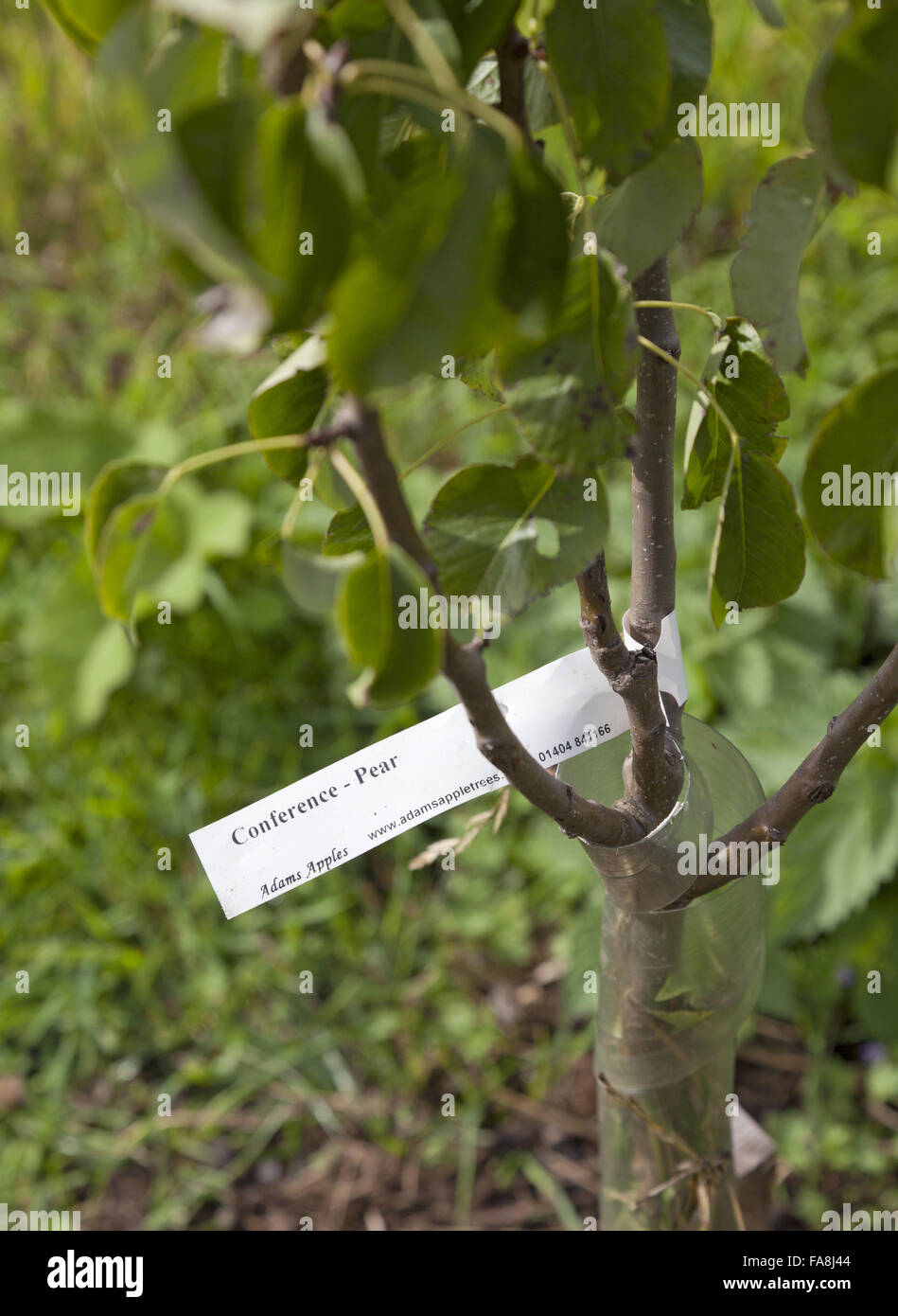 Conference pear tree label hi-res stock photography and images - Alamy