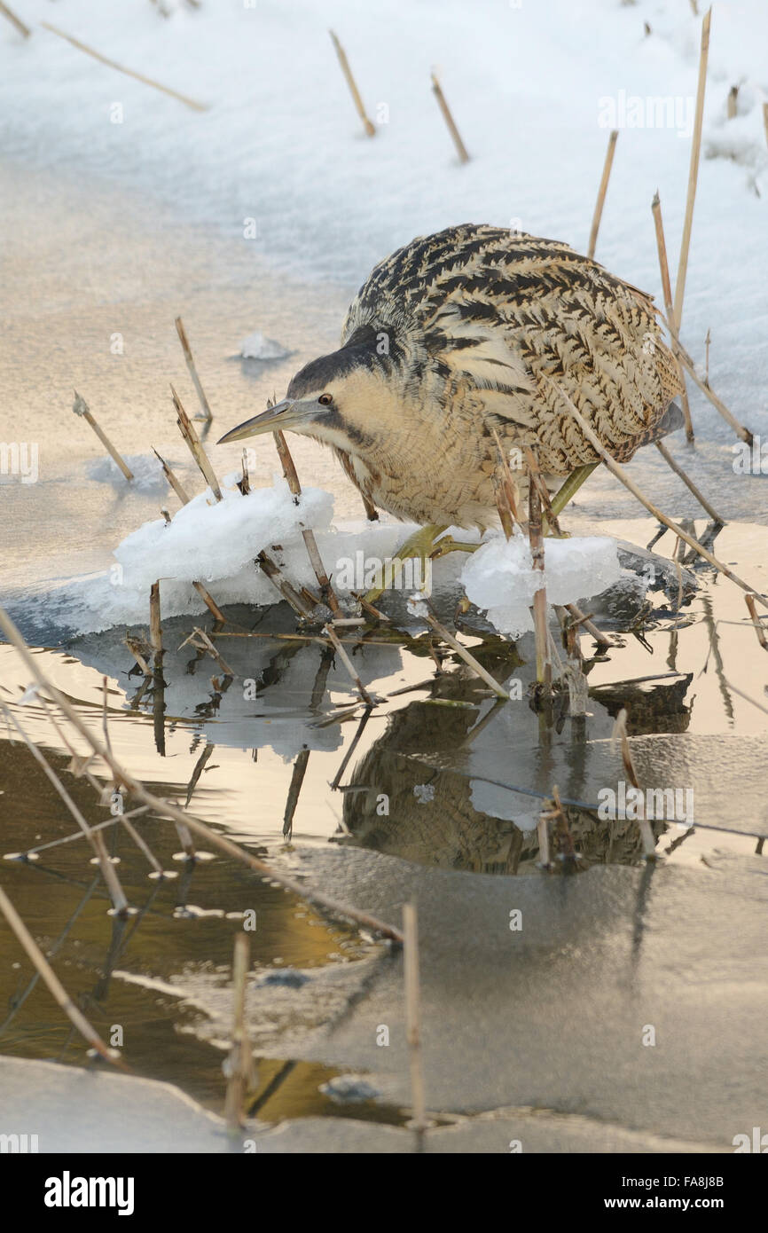 Eurasian bittern botaurus stellaris in hi-res stock photography and ...